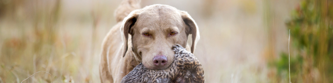 Hundewesen - Jagdschutz- und Jägerverein Kulmbach